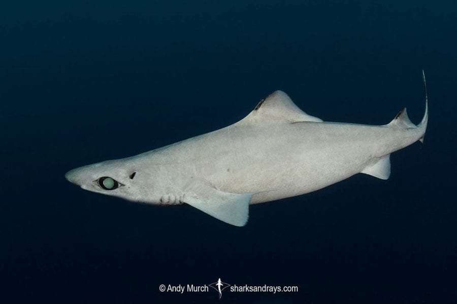 7 Curiosidades de los Tiburones | DPM Diving